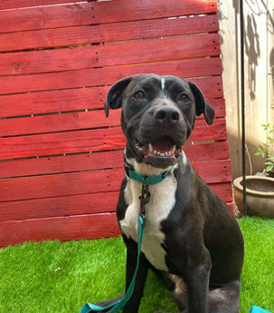 Sydney Ranger - Puppy Area