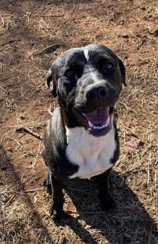 Sydney Ranger - Puppy Area