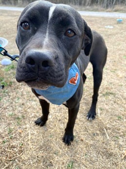 Sydney Ranger - Puppy Area