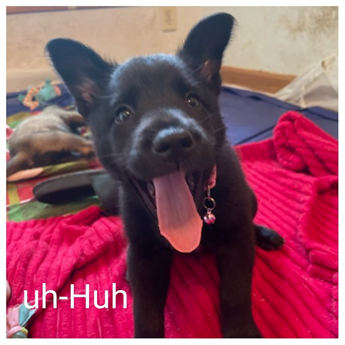 The Little Rascals Uh-Huh – Located in West Virginia - Puppy Area