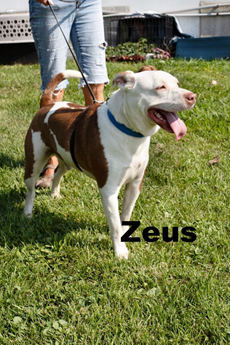 Zeus - Puppy Area