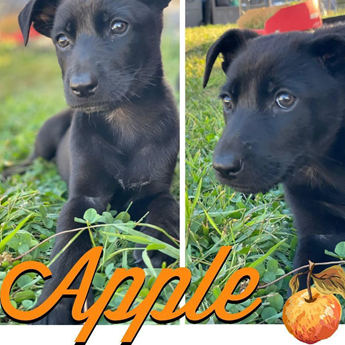 Apple - Puppy Area