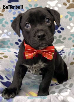BUTTERBALL - Puppy Area