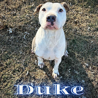 Duke - Puppy Area