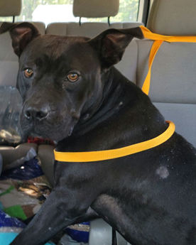 GOTTIE *PROFESSIONALLY TRAINED* - Puppy Area