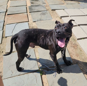 GOTTIE *PROFESSIONALLY TRAINED* - Puppy Area