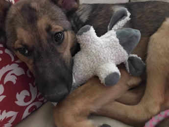 Jasmine - Puppy Area