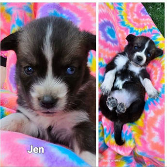 Jen - Puppy Area