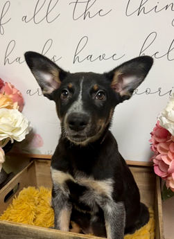 Matilda - Puppy Area