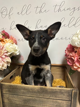 Matilda - Puppy Area