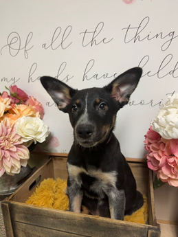 Matilda - Puppy Area