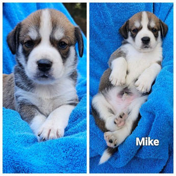 Mike - Puppy Area