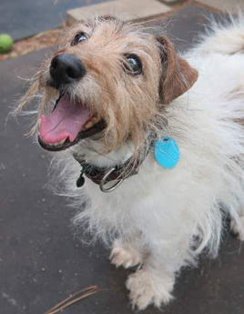 Pikachu - Puppy Area