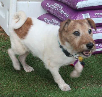 Pikachu - Puppy Area