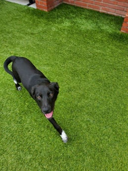 Playful Prince Rafi part 2 - Puppy Area