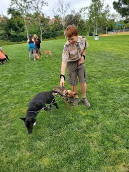 Playful Prince Rafi part 2 - Puppy Area