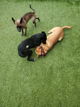 Playful Prince Rafi part 2 - Puppy Area