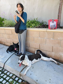 Prince Rafi Mango of Bel Aire! - Puppy Area