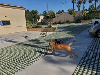 Prince Rafi Mango of Bel Aire! - Puppy Area