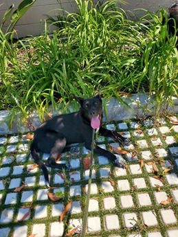 Prince Rafi Mango of Bel Aire! - Puppy Area