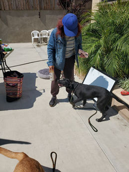 Prince Rafi Mango of Bel Aire! - Puppy Area