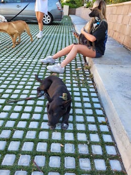 Prince Rafi Mango of Bel Aire! - Puppy Area