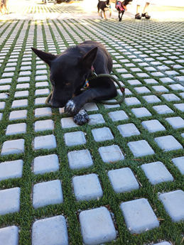 Prince Rafi Mango of Bel Aire! - Puppy Area