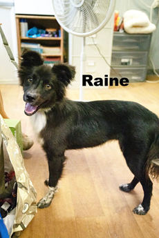 Raine - Puppy Area