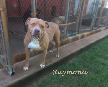 Raymona - Puppy Area