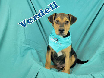 Verdell - Puppy Area
