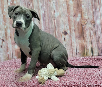 231583 Judy B Jones - Puppy Area