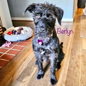 Berlyn - Puppy Area