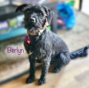 Berlyn - Puppy Area