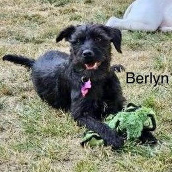 Berlyn - Puppy Area
