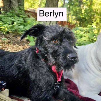 Berlyn - Puppy Area