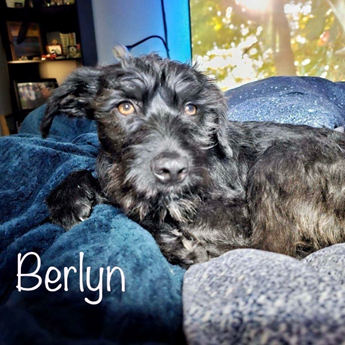 Berlyn - Puppy Area