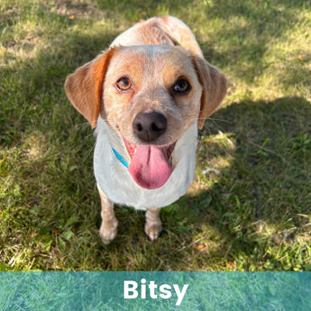 Bitsy - Puppy Area