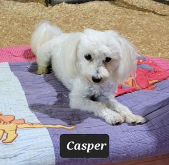 Casper - Puppy Area