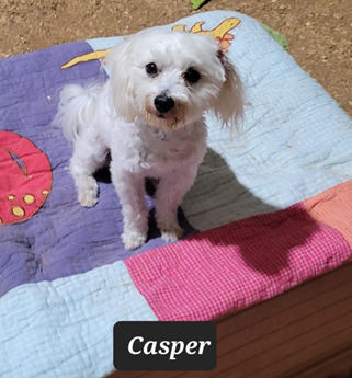 Casper - Puppy Area