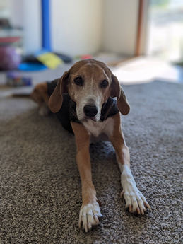 Charlie - Puppy Area