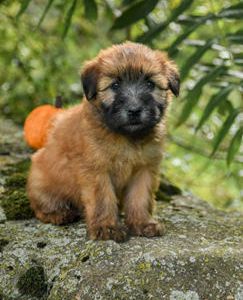 Chestnut - Puppy Area