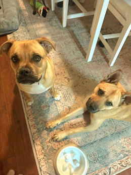 Chevy Chase, friendly Boxer lab! - Puppy Area