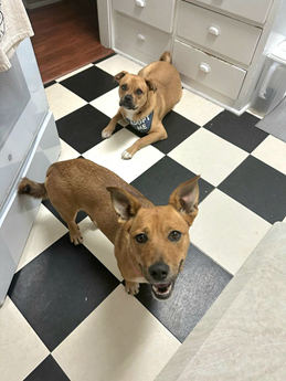 Chevy Chase, friendly Boxer lab! - Puppy Area