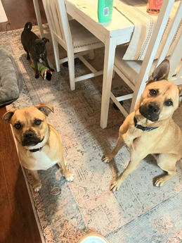 Chevy Chase, friendly Boxer lab! - Puppy Area