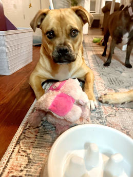 Chevy Chase, friendly Boxer lab! - Puppy Area