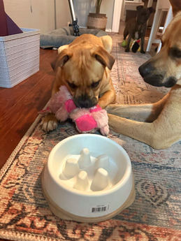 Chevy Chase, friendly Boxer lab! - Puppy Area