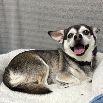 Dr. Pepper - Puppy Area