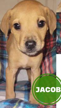 Jacob - Puppy Area