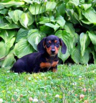 Kalanie - Puppy Area