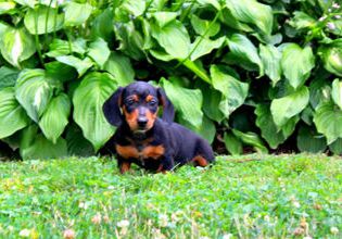 Kalanie - Puppy Area